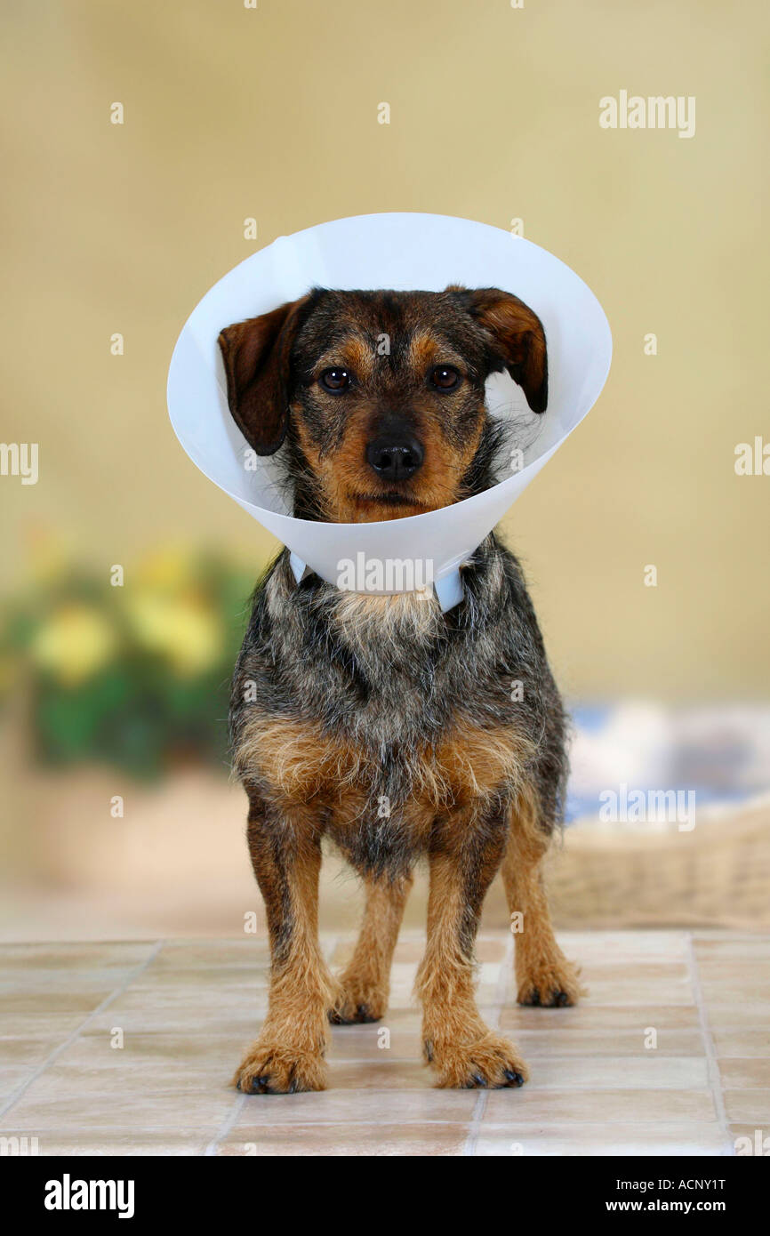 Mixed Breed Dog with protection funnel Stock Photo - Alamy