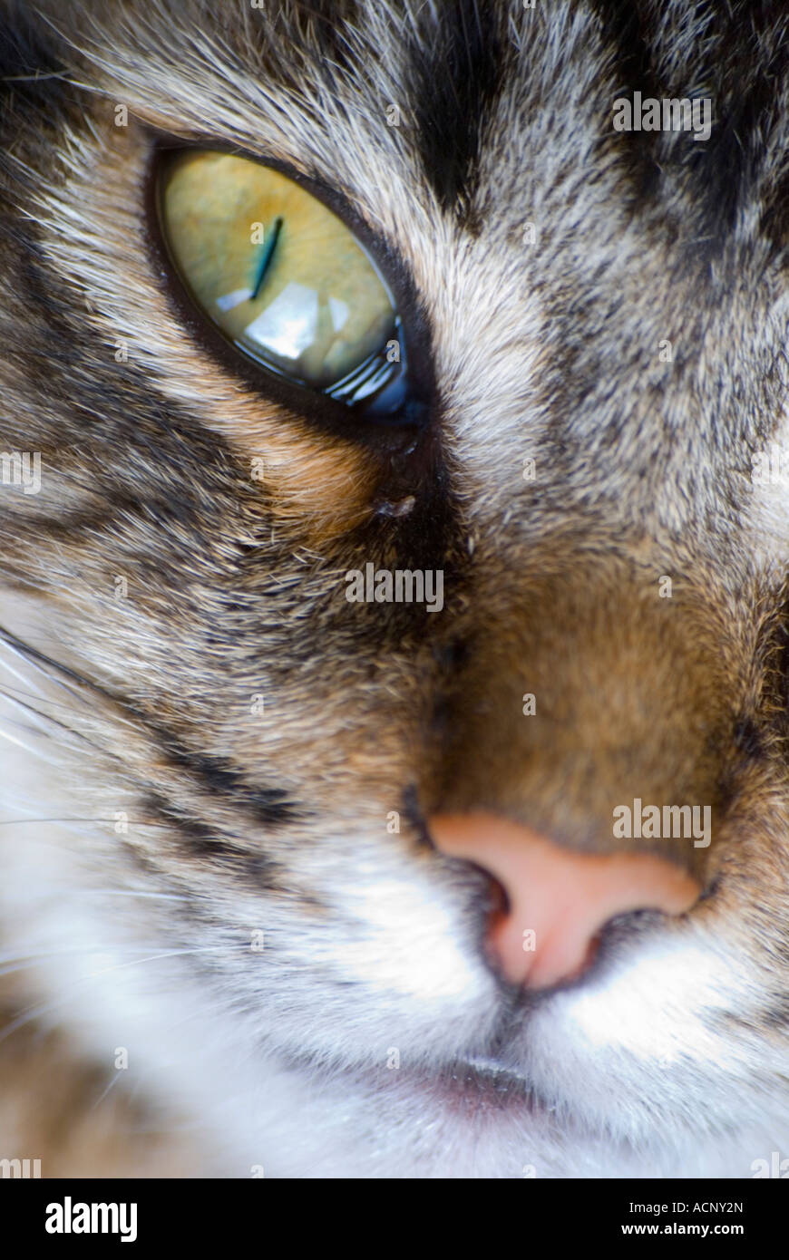Close up of cat s eye Stock Photo - Alamy