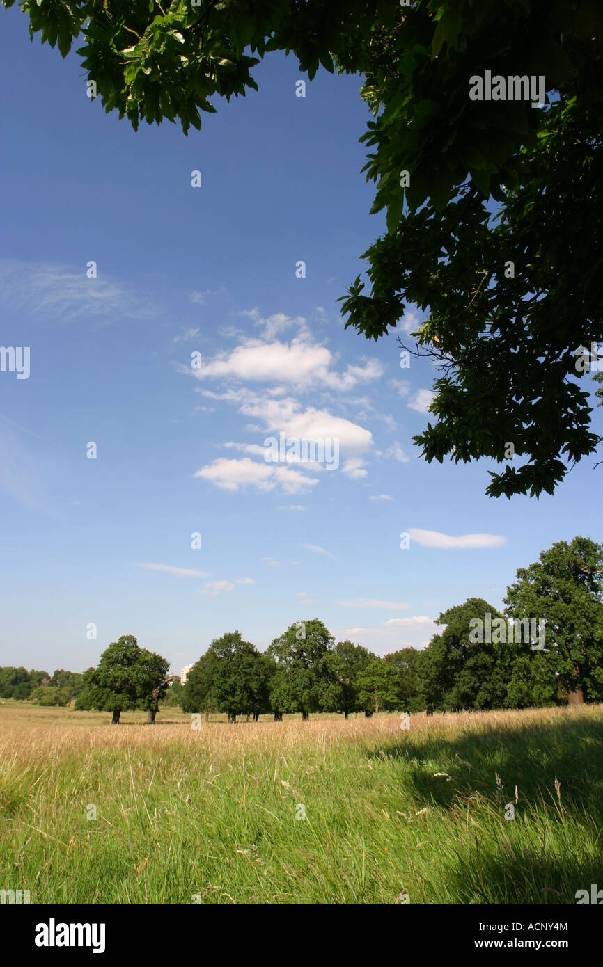 Sky Trees Grass Stock Photo - Alamy
