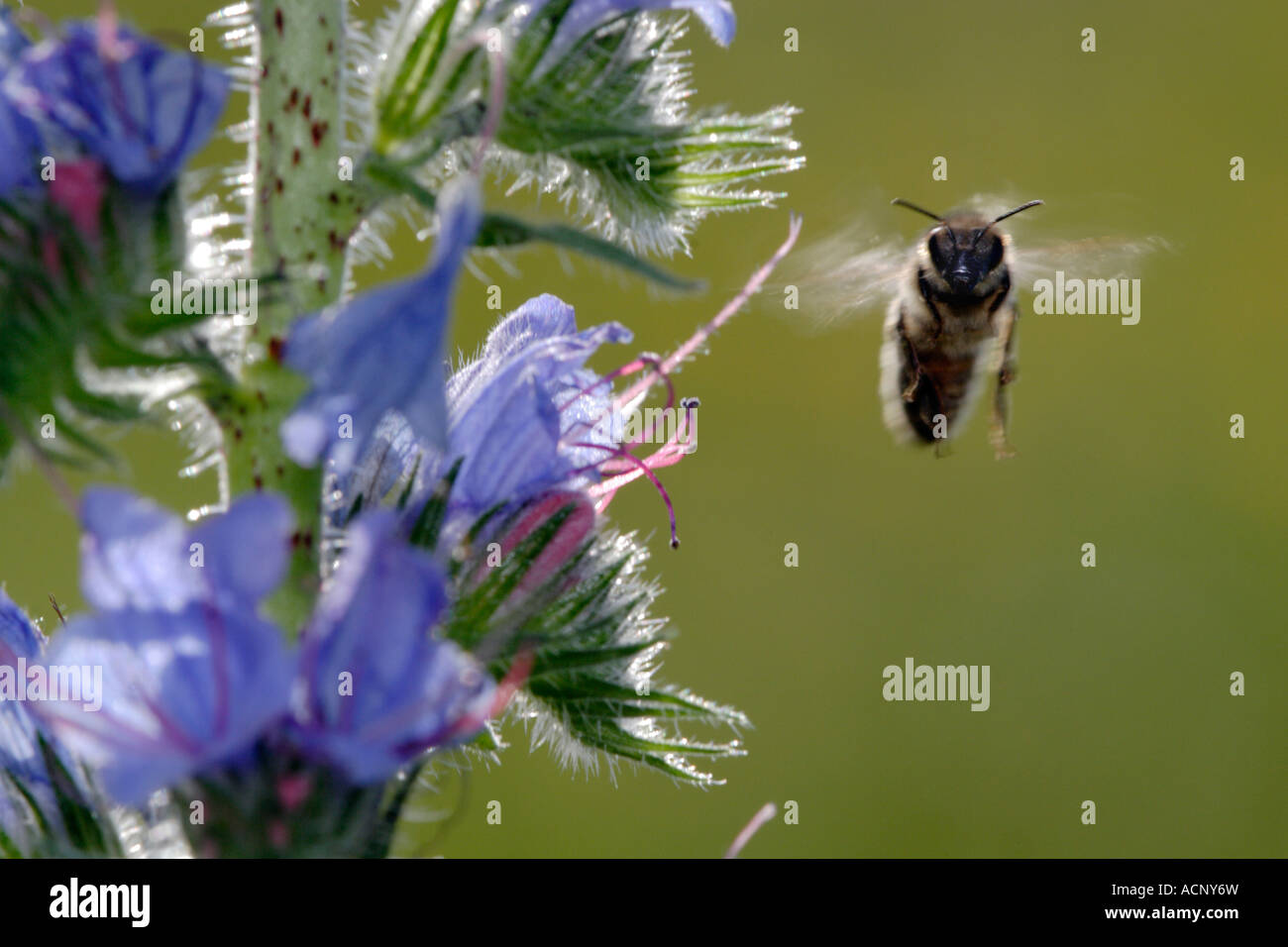 Honey bee (apis mellifera) in flight Stock Photo - Alamy