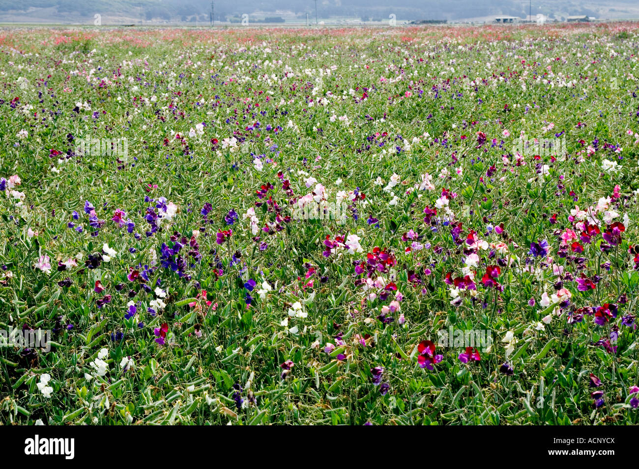 Flower fields in Lompoc Stock Photo - Alamy