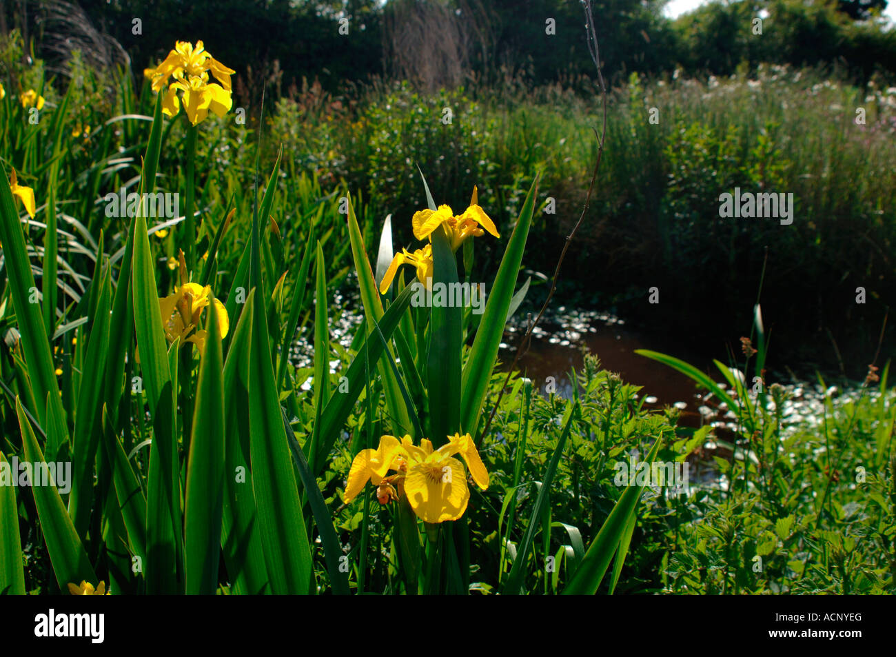 Yellow Irises(Iris pseudacorus). Growing Around A Pond Stock Photo - Alamy