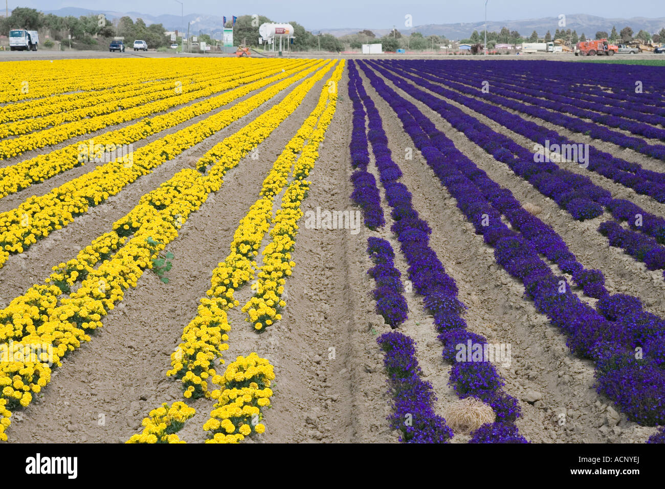 Flower fields in Lompoc Stock Photo - Alamy