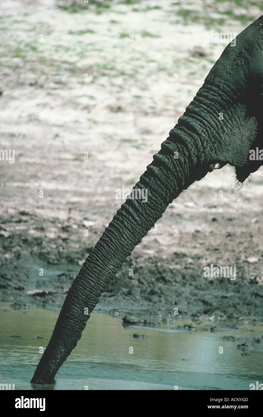 Skin Appendage High Resolution Stock Photography and Images - Alamy