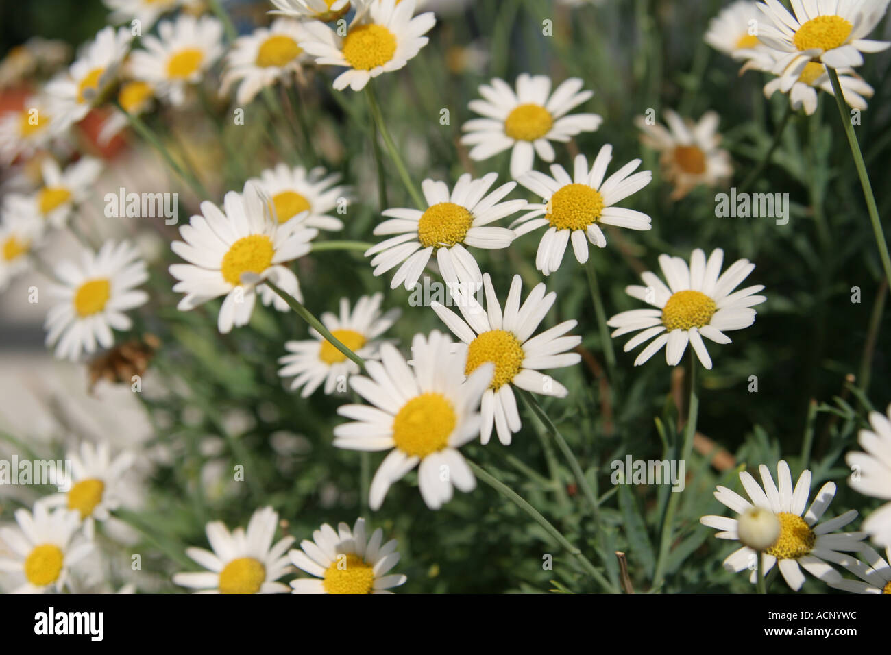 Margeriten Stock Photos & Margeriten Stock Images - Alamy