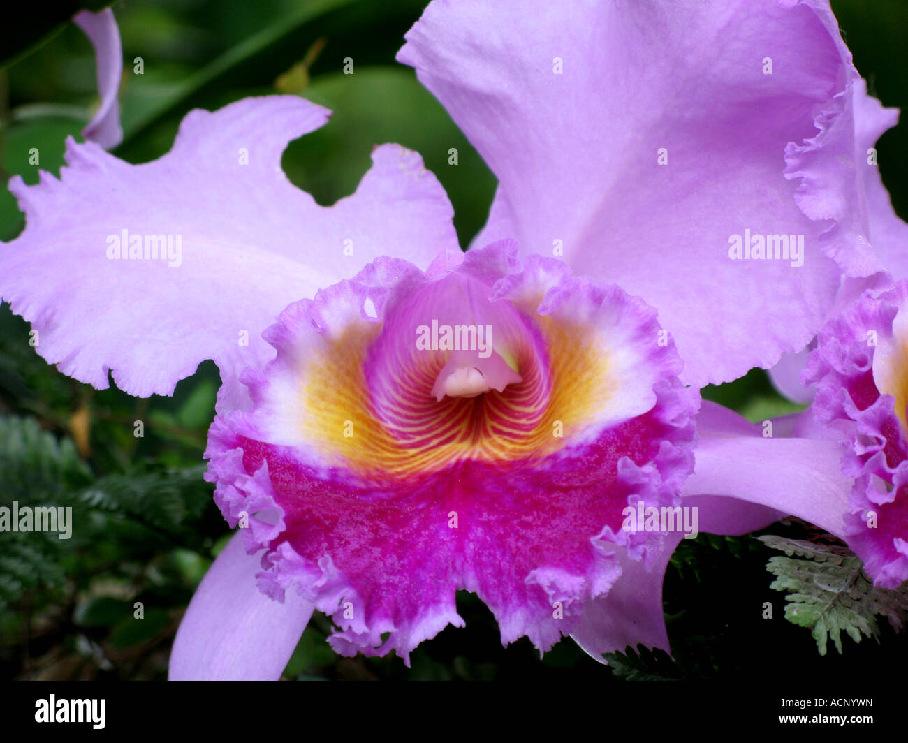 Purple Cattleya orchid flower Stock Photo - Alamy
