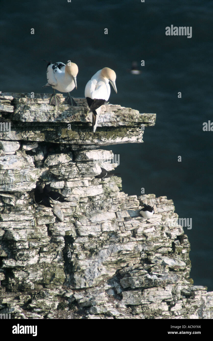 Gannets at nest, Bempton Cliffs Stock Photo - Alamy