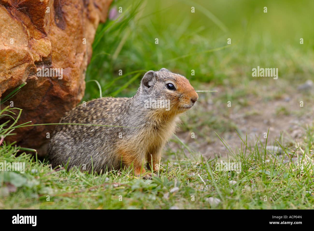 Columbian ground squirrel at entrance to den-Banff National Park ...