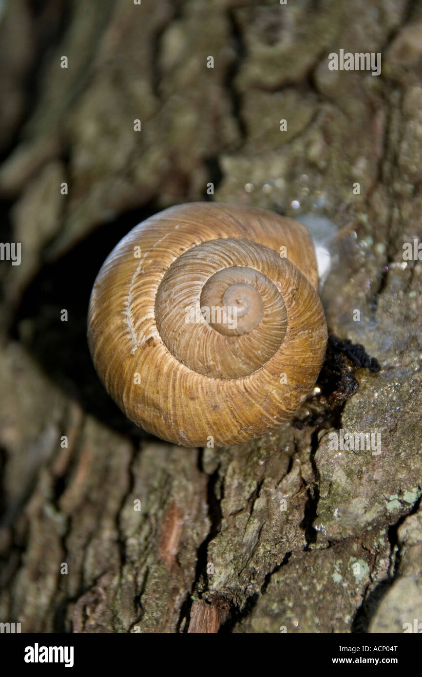 Hot weather snails hi-res stock photography and images - Alamy