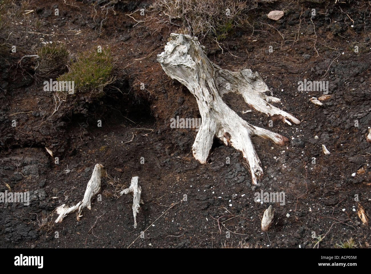 Bog oak in peat digging Stock Photo - Alamy