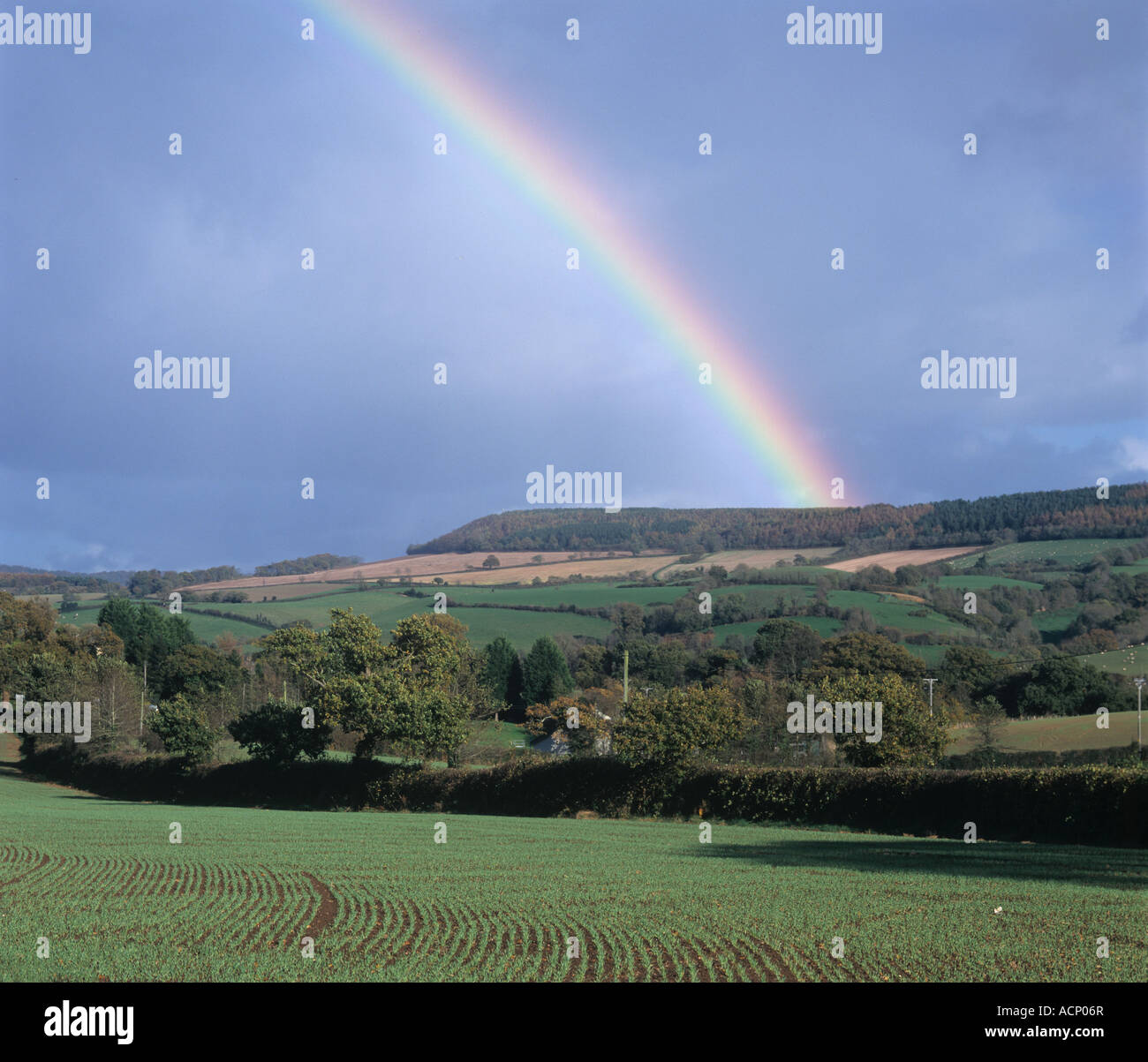 Barley tree hi-res stock photography and images - Alamy