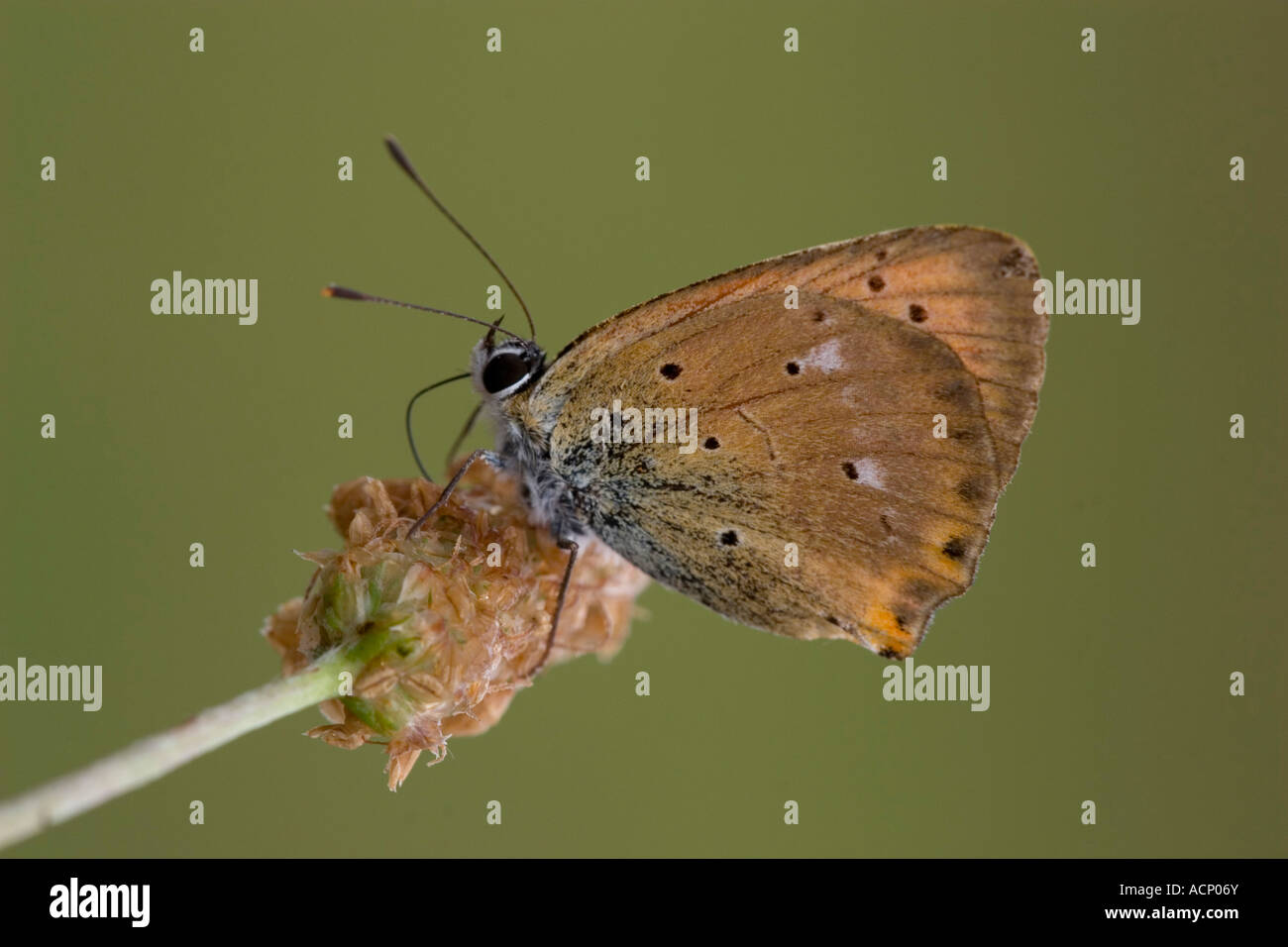 Scarce Copper butterfly Stock Photo - Alamy