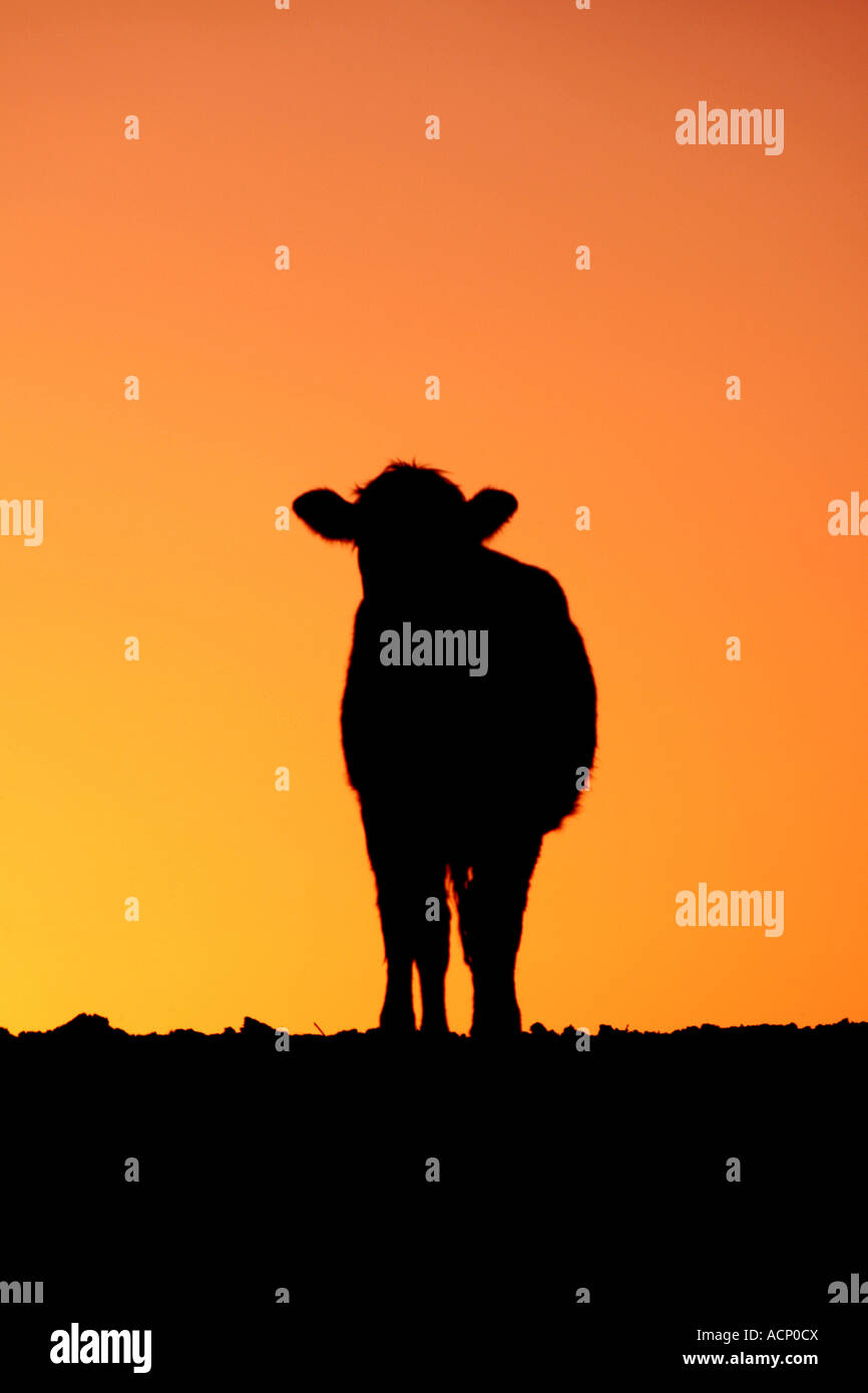 Cow at sunset Stock Photo - Alamy