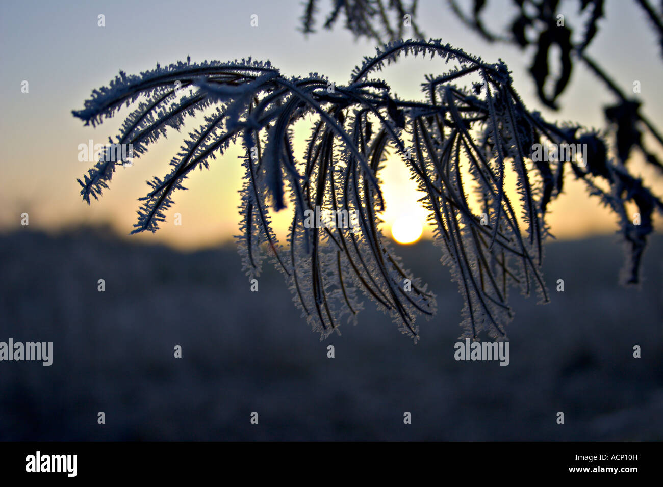 Heavy frost on a plant at sunset in England, UK Stock Photo - Alamy
