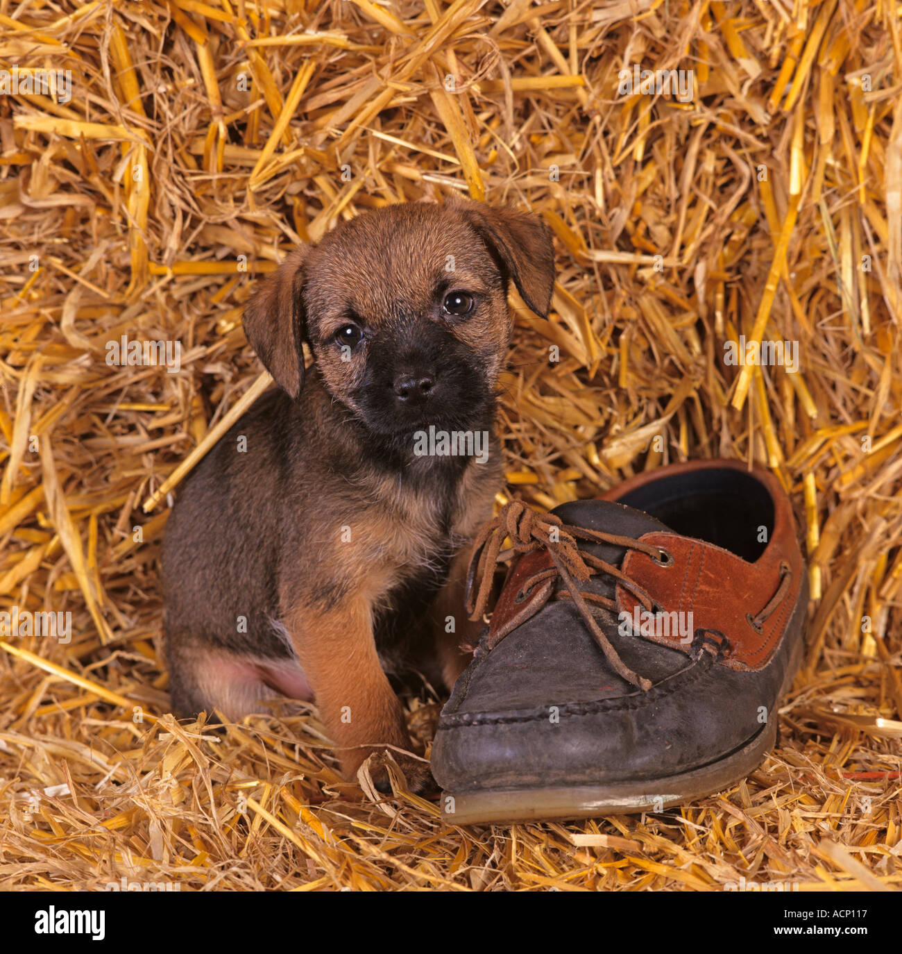 Puppy with red shoe hi-res stock photography and images - Alamy