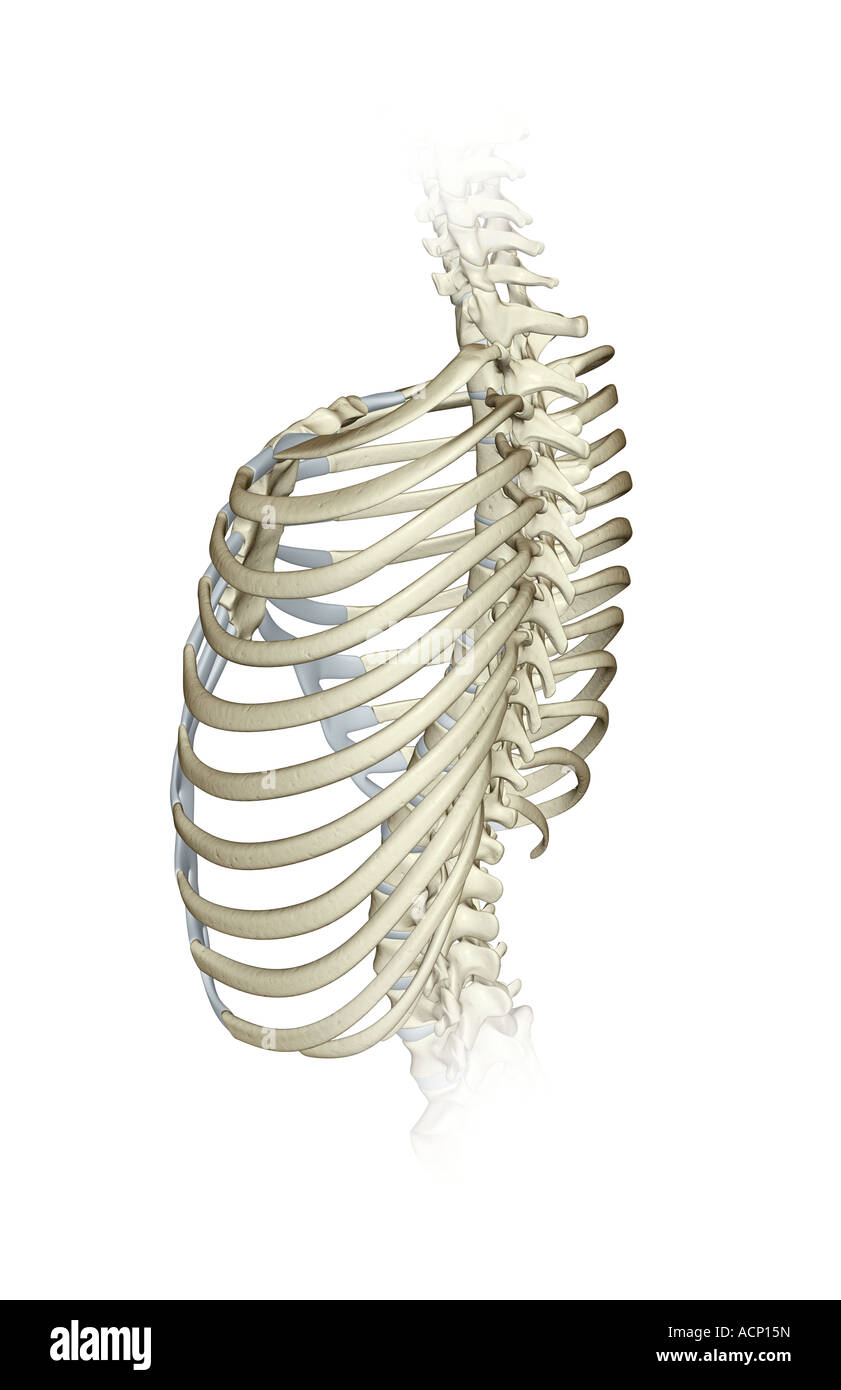 Chest thorax Cut Out Stock Images & Pictures - Alamy