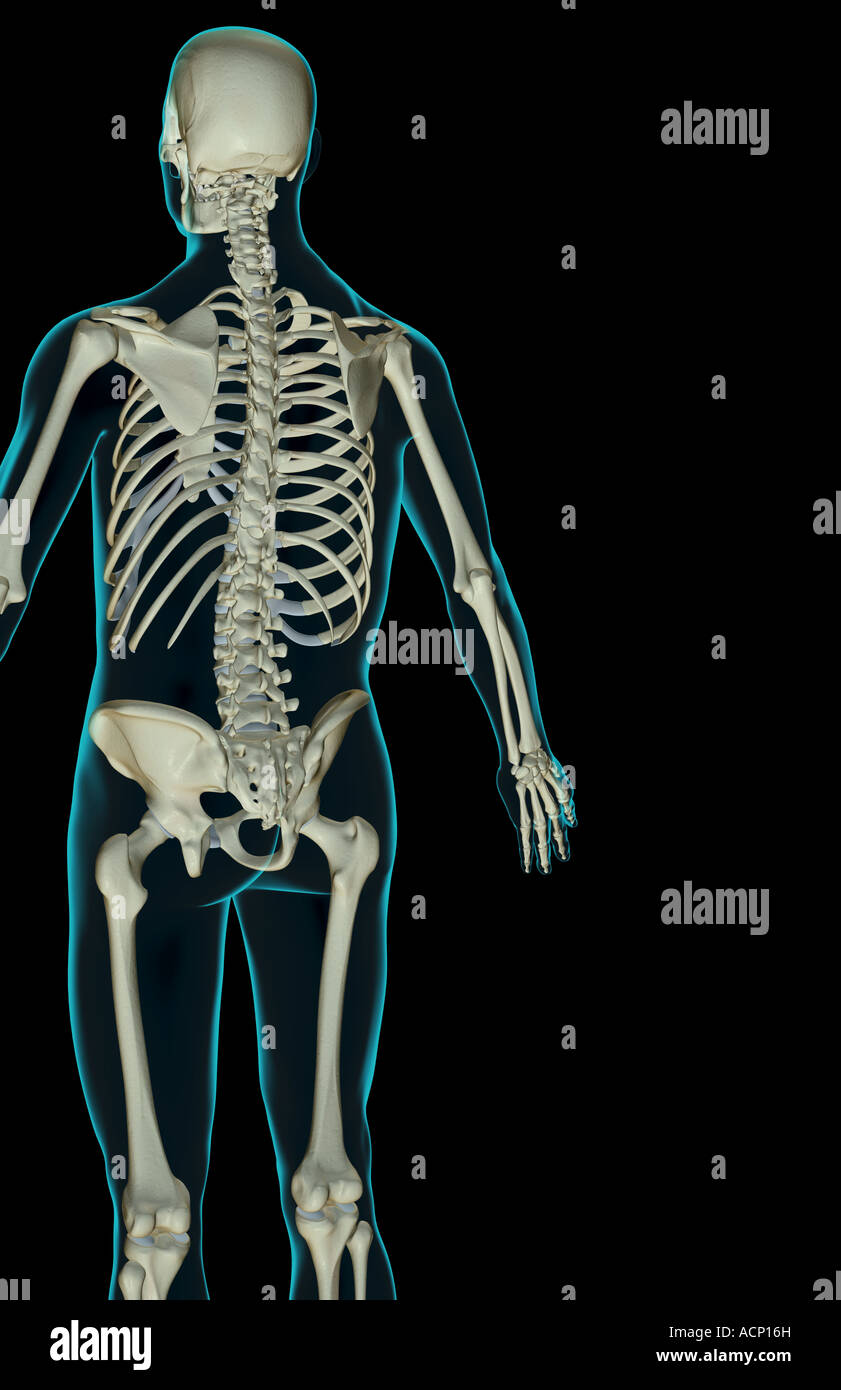 The bones of the upper body Stock Photo - Alamy