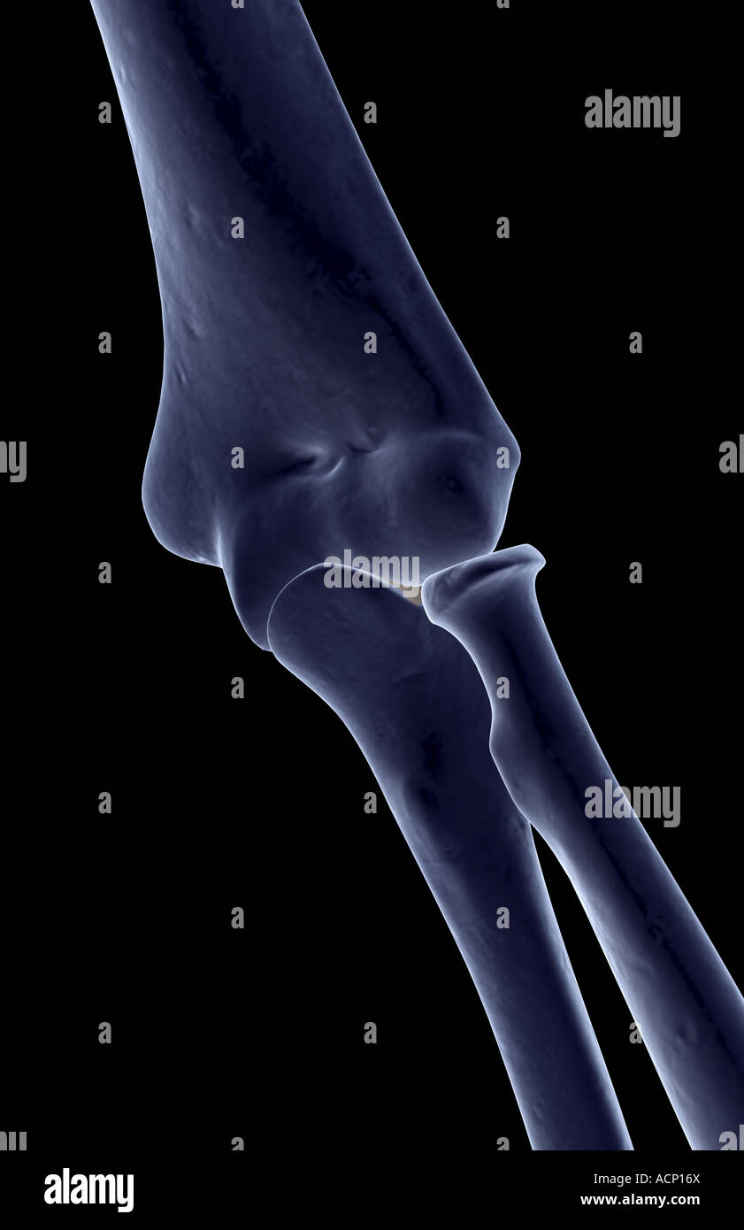 The bones of the elbow Stock Photo - Alamy
