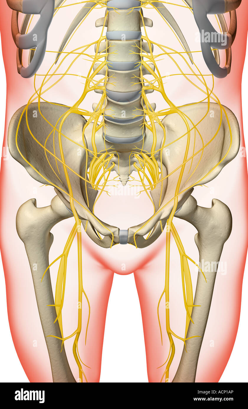 Pelvic Nerve Anatomy Vascular Anatomy Of The Pelvis | Radiology Key