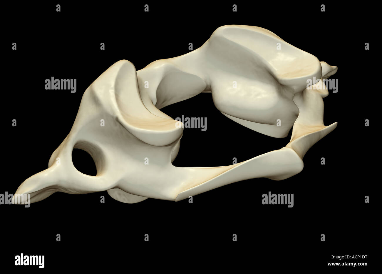 Atlas Vertebra High Resolution Stock Photography and Images - Alamy