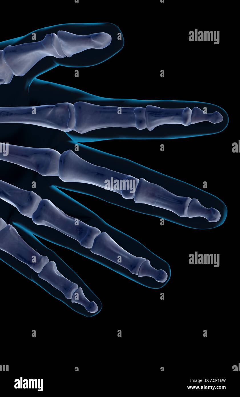 The bones of the fingers Stock Photo - Alamy