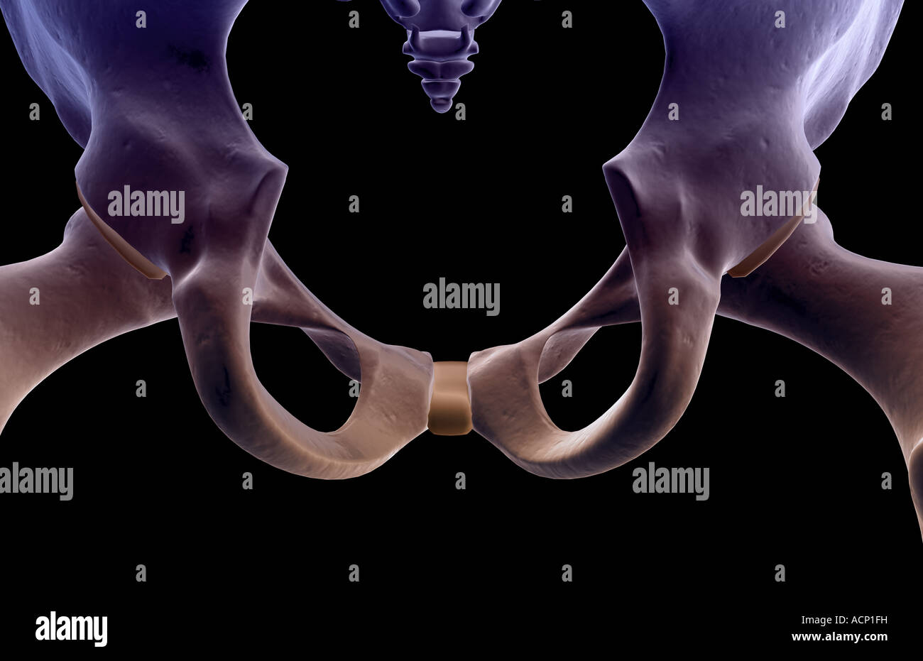 Ventral Arc Pelvis