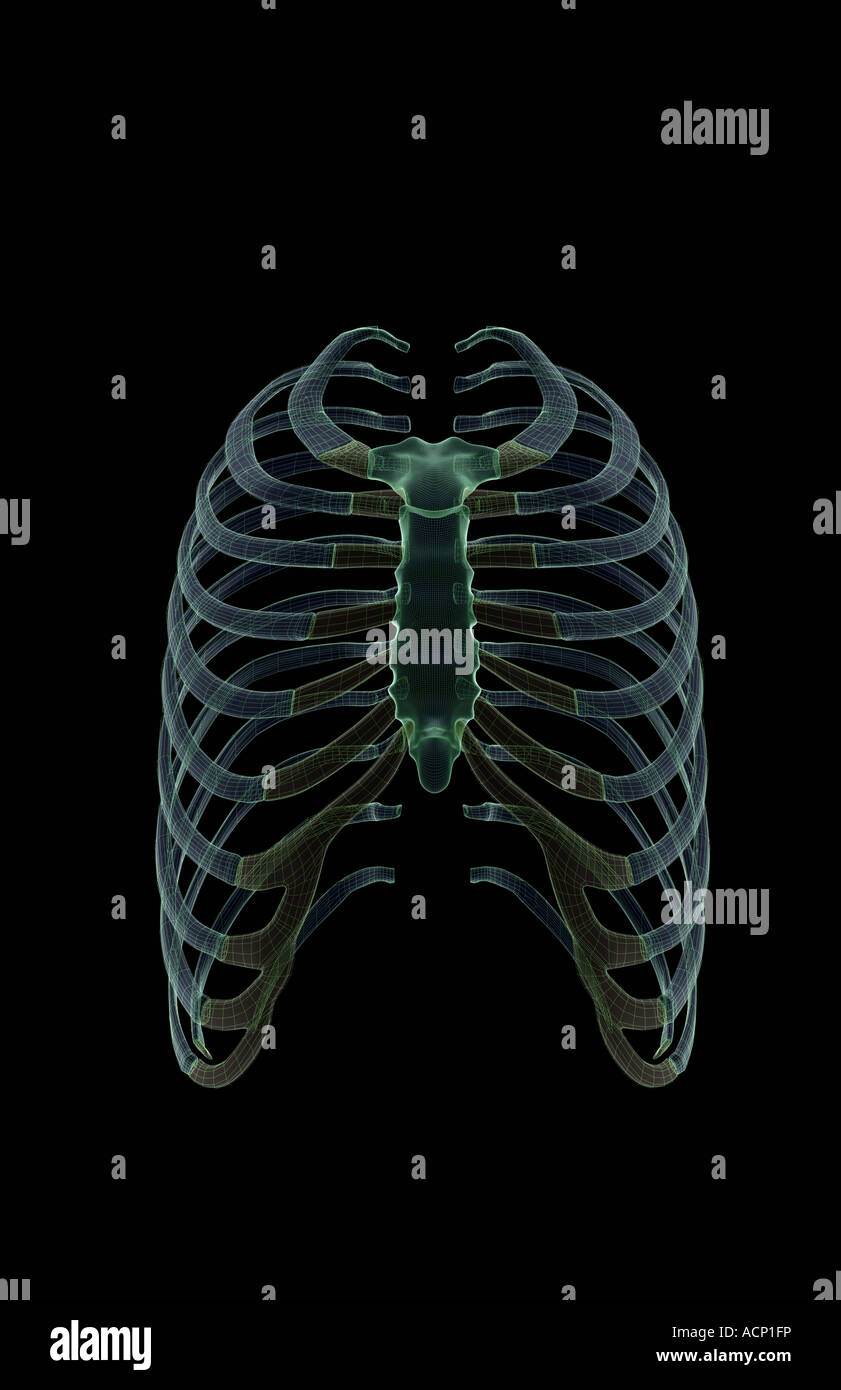 Rib cage sternum anatomy bones hi-res stock photography and images - Alamy
