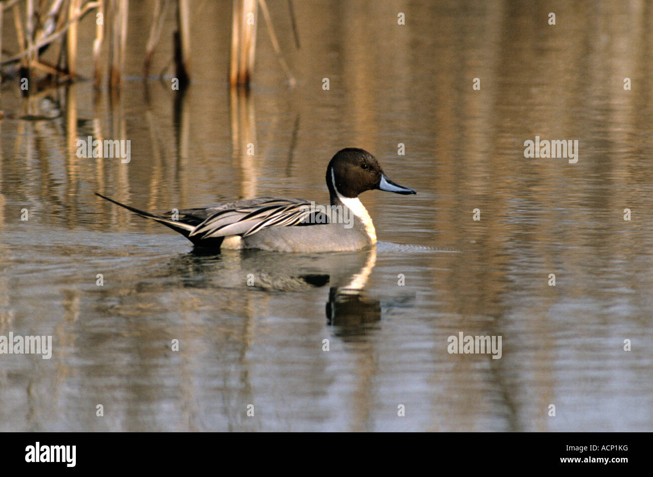 Fraser river delta hi-res stock photography and images - Alamy