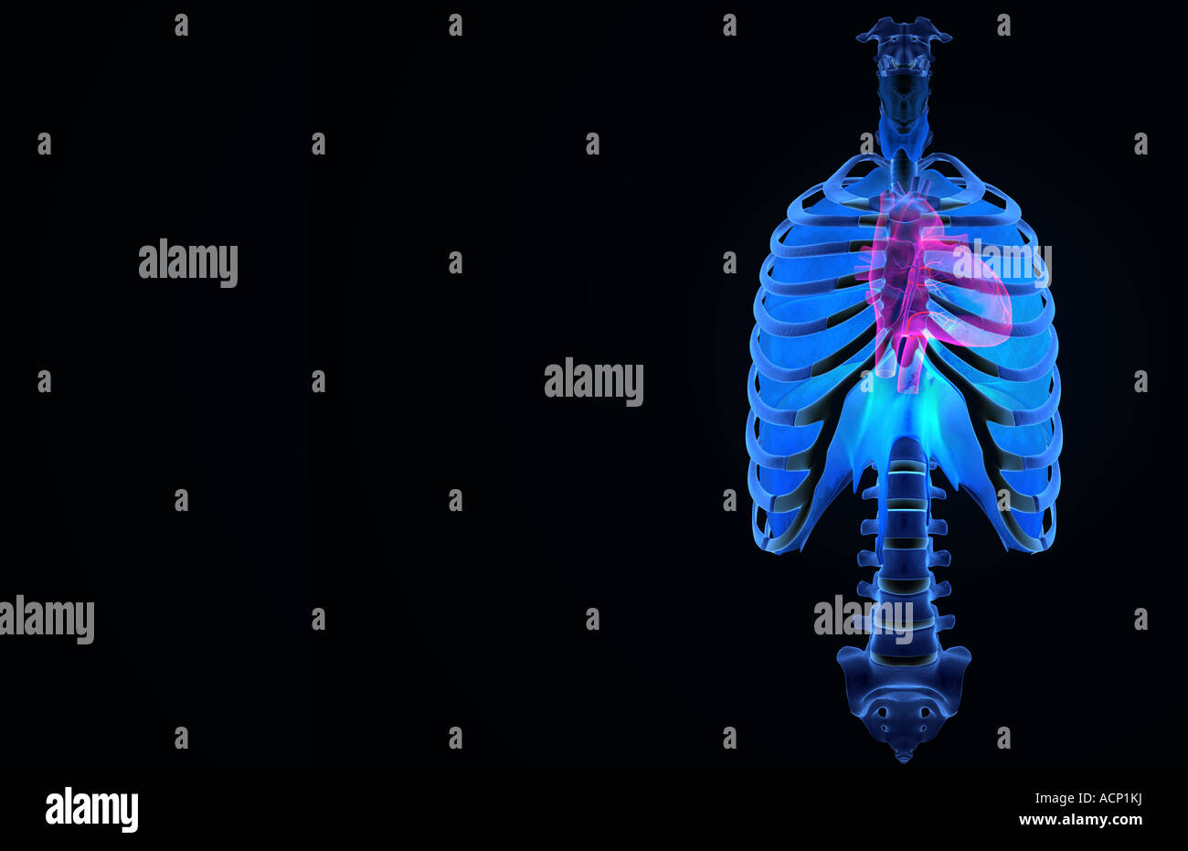 Rib cage heart lungs hi-res stock photography and images - Alamy