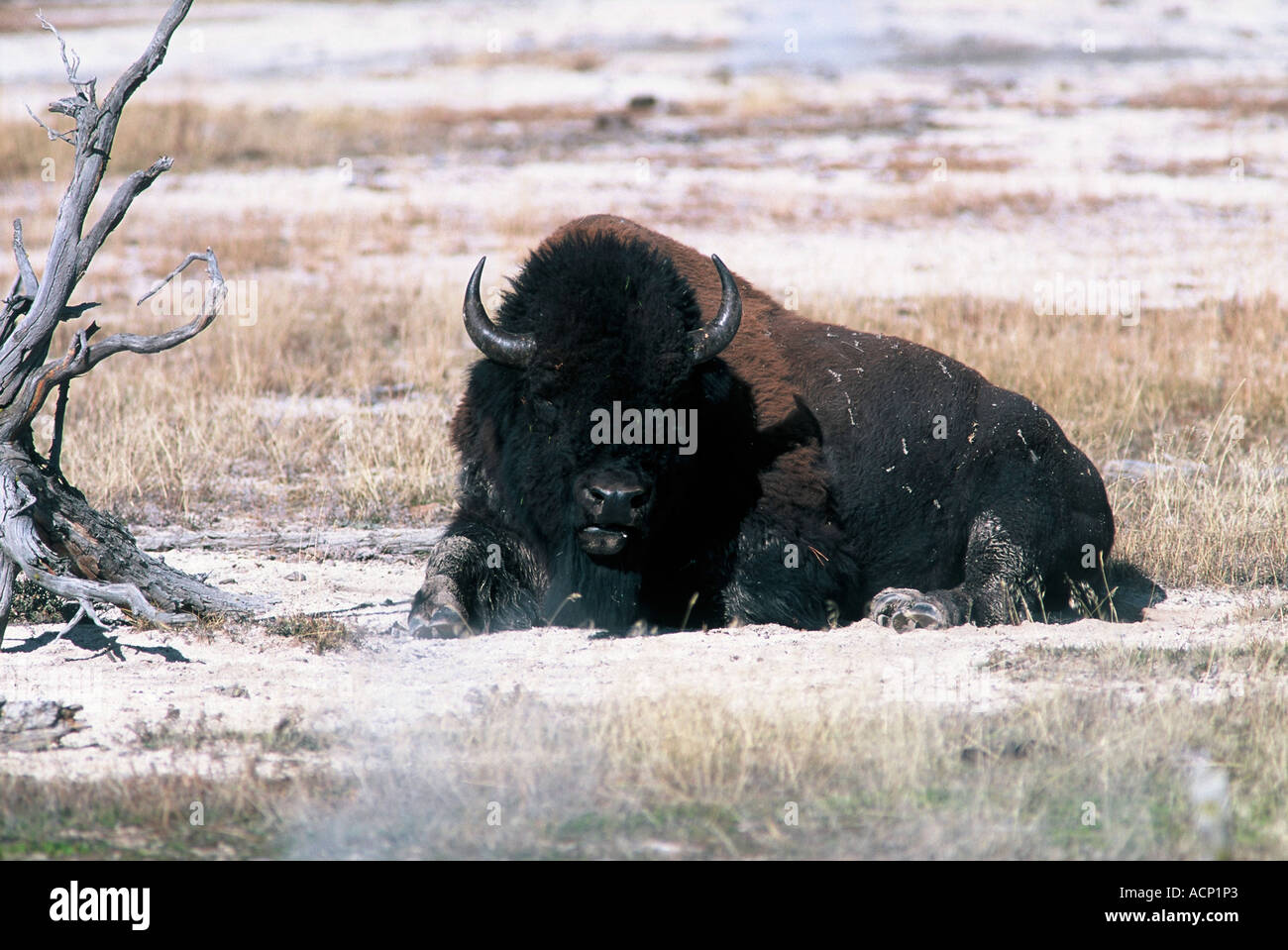 American bison lying down hi-res stock photography and images - Alamy