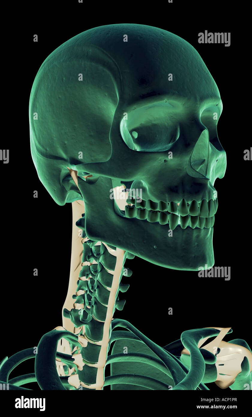 The ligaments of the head neck and face Stock Photo - Alamy