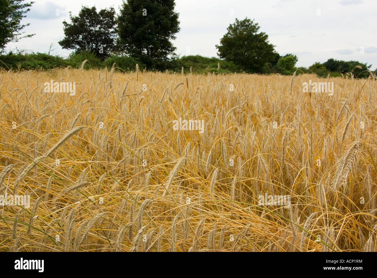 field of golden rye Stock Photo - Alamy