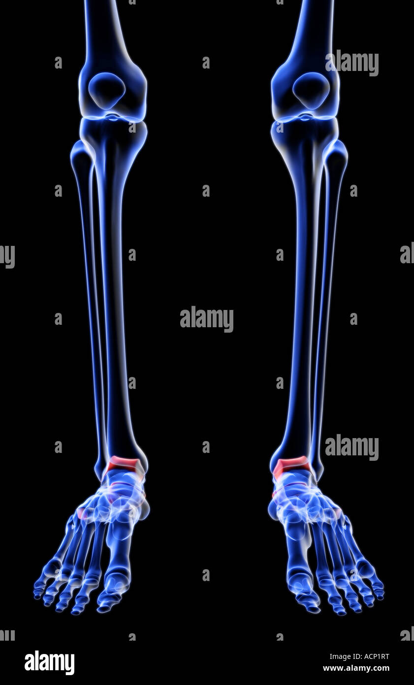 The bones of the leg Stock Photo - Alamy