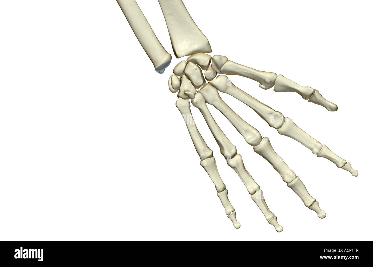 Trapezium Skeleton Hand High Resolution Stock Photography and Images ...
