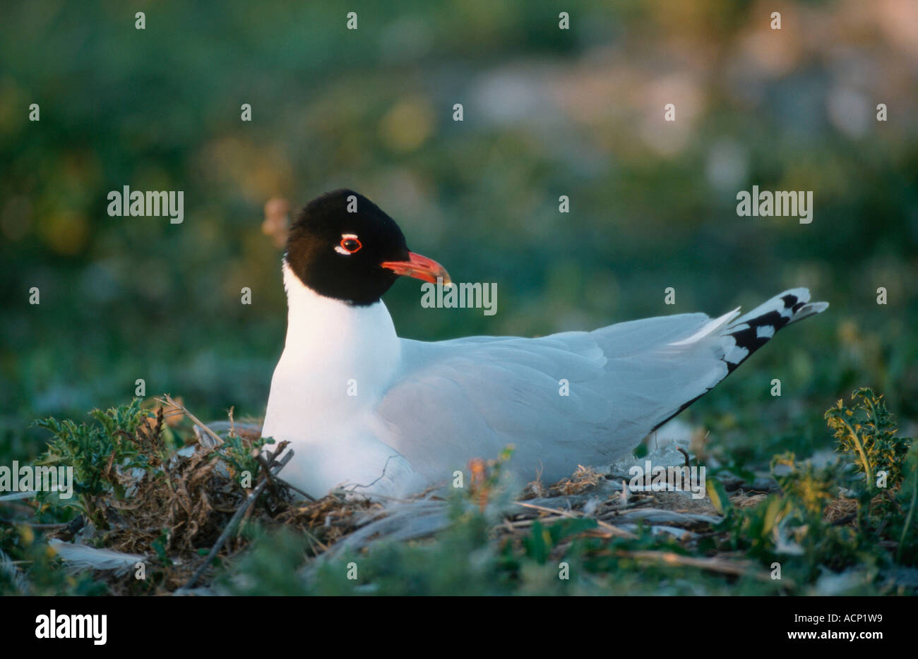 Mediterranean Gull Stock Photo - Alamy