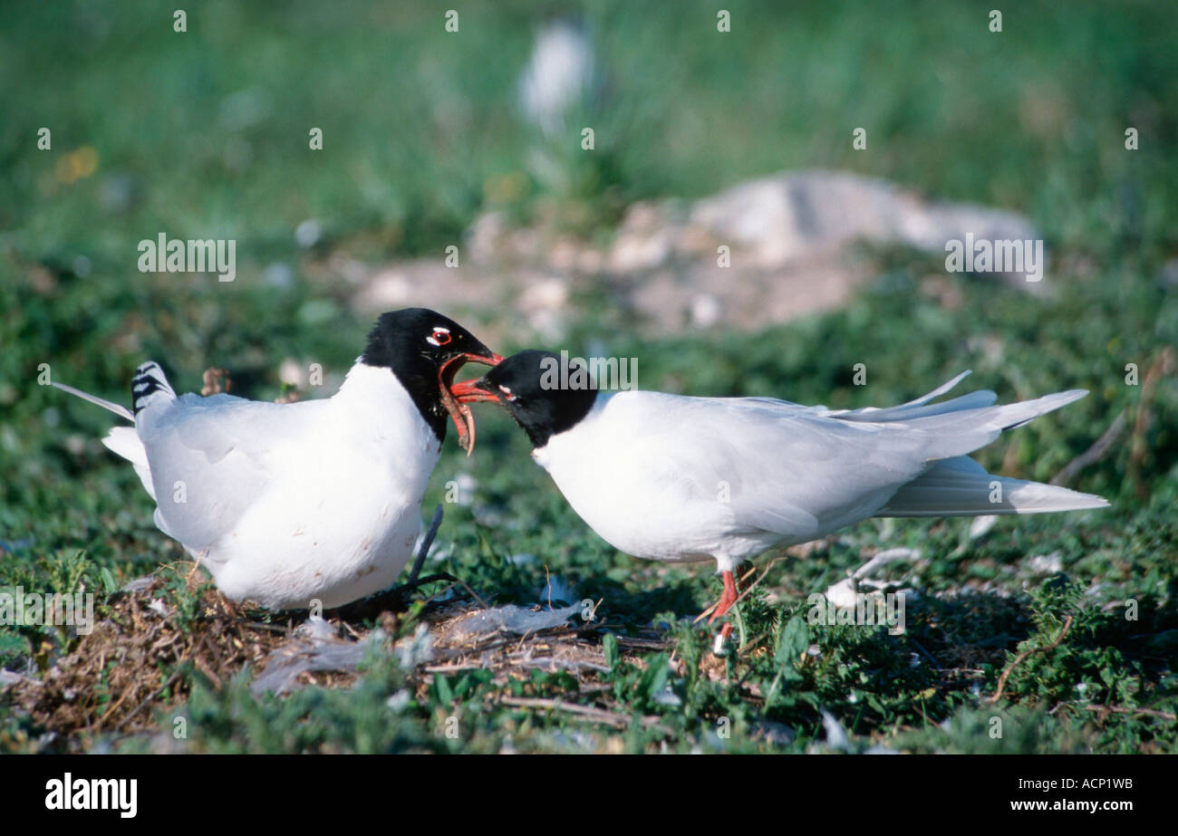 Mediterranean Gull Stock Photo - Alamy