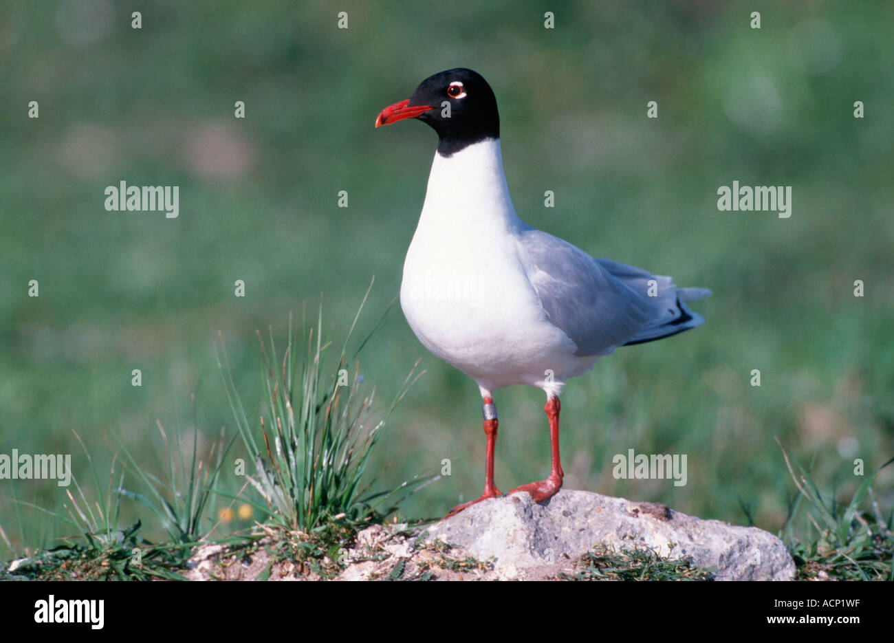 Mediterranean Gull Stock Photo - Alamy