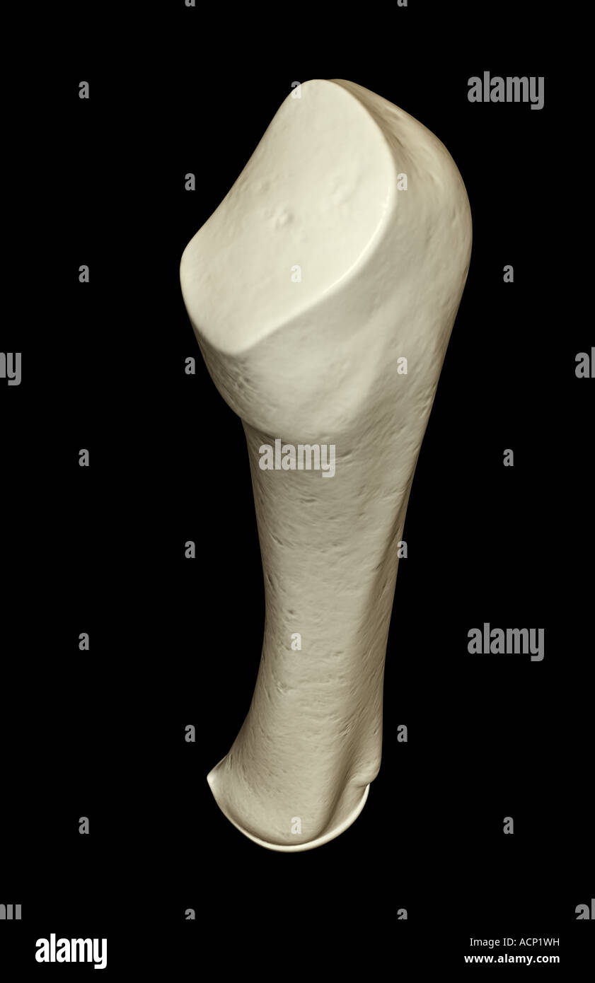 The bones of the finger Stock Photo - Alamy