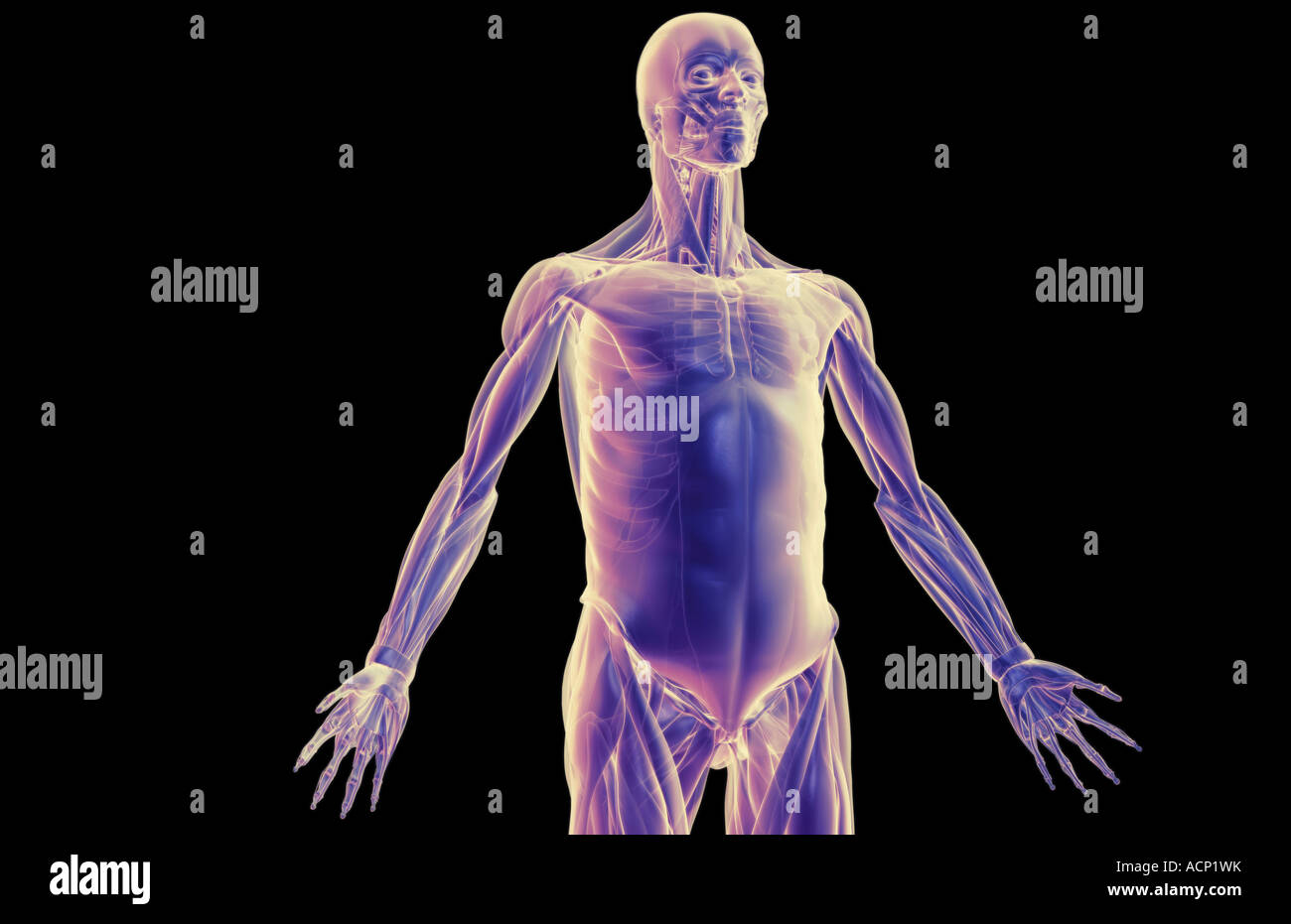 The muscles of the upper body Stock Photo - Alamy