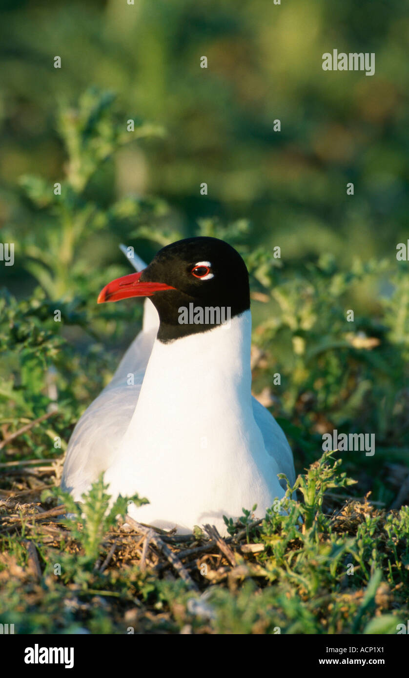 Mediterranean Gull Stock Photo - Alamy