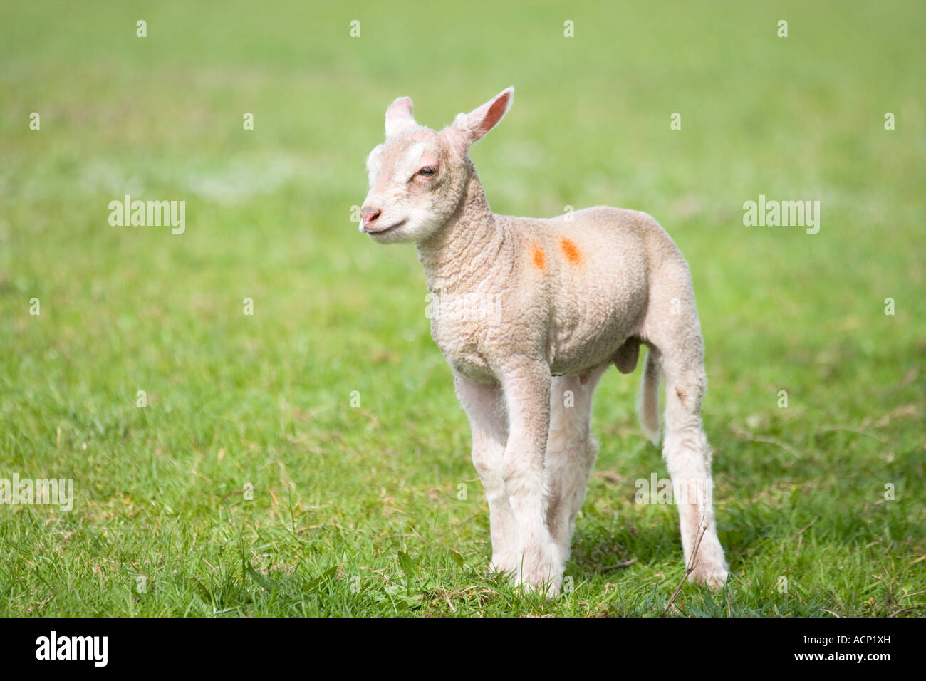 White Lamb Peak District Derbyshire UK Stock Photo - Alamy
