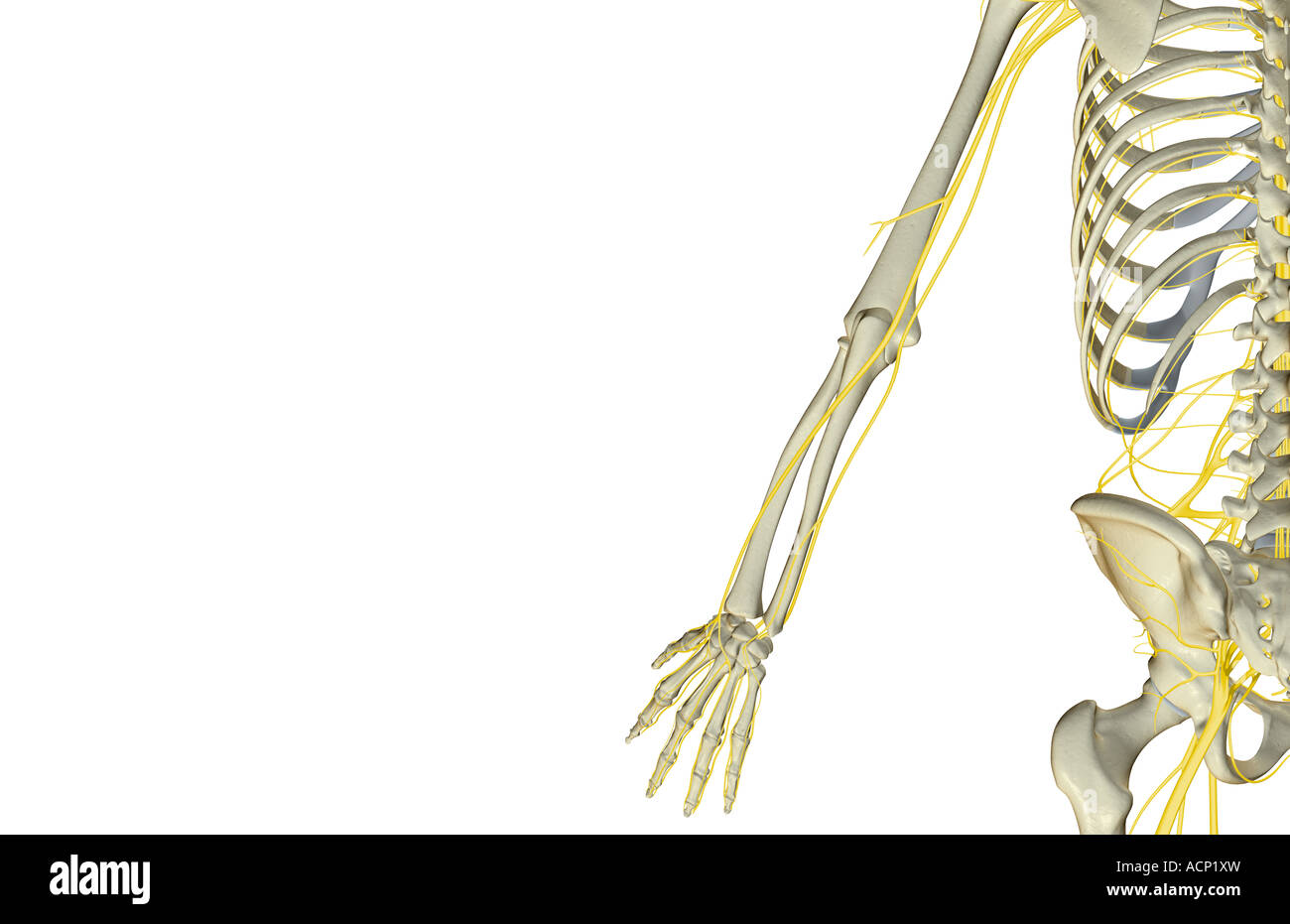 The nerves of the upper limb Stock Photo - Alamy