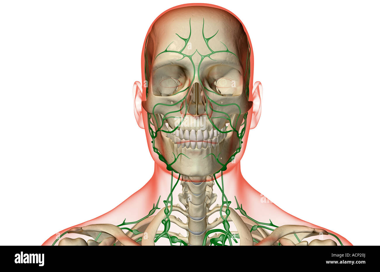 Lymph nodes head neck hi-res stock photography and images - Alamy