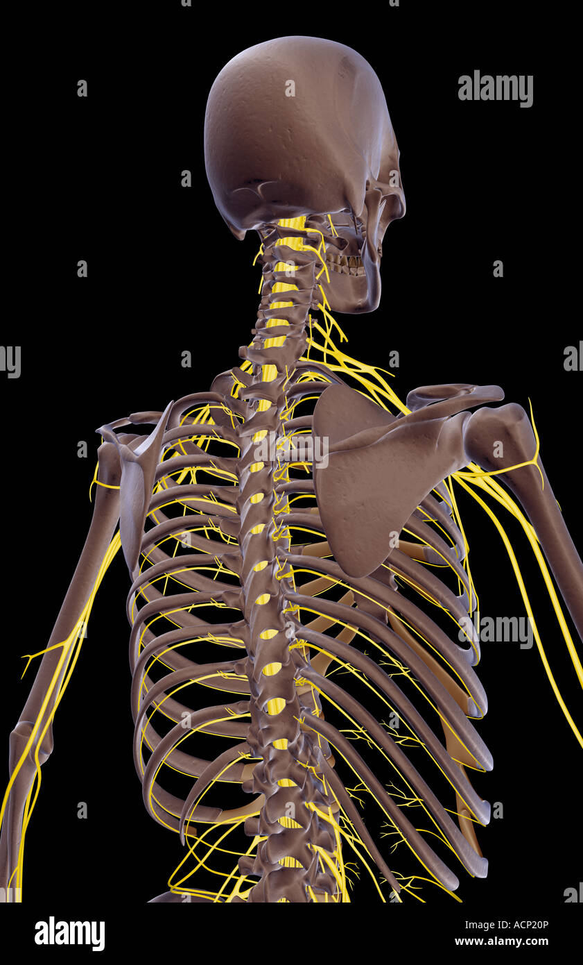 The nerves of the upper body Stock Photo - Alamy