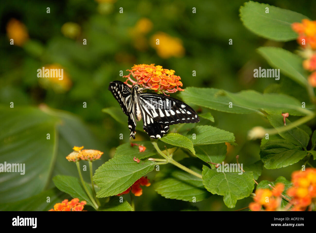 Zebra Swallowtail Butterfly Stock Photo - Alamy