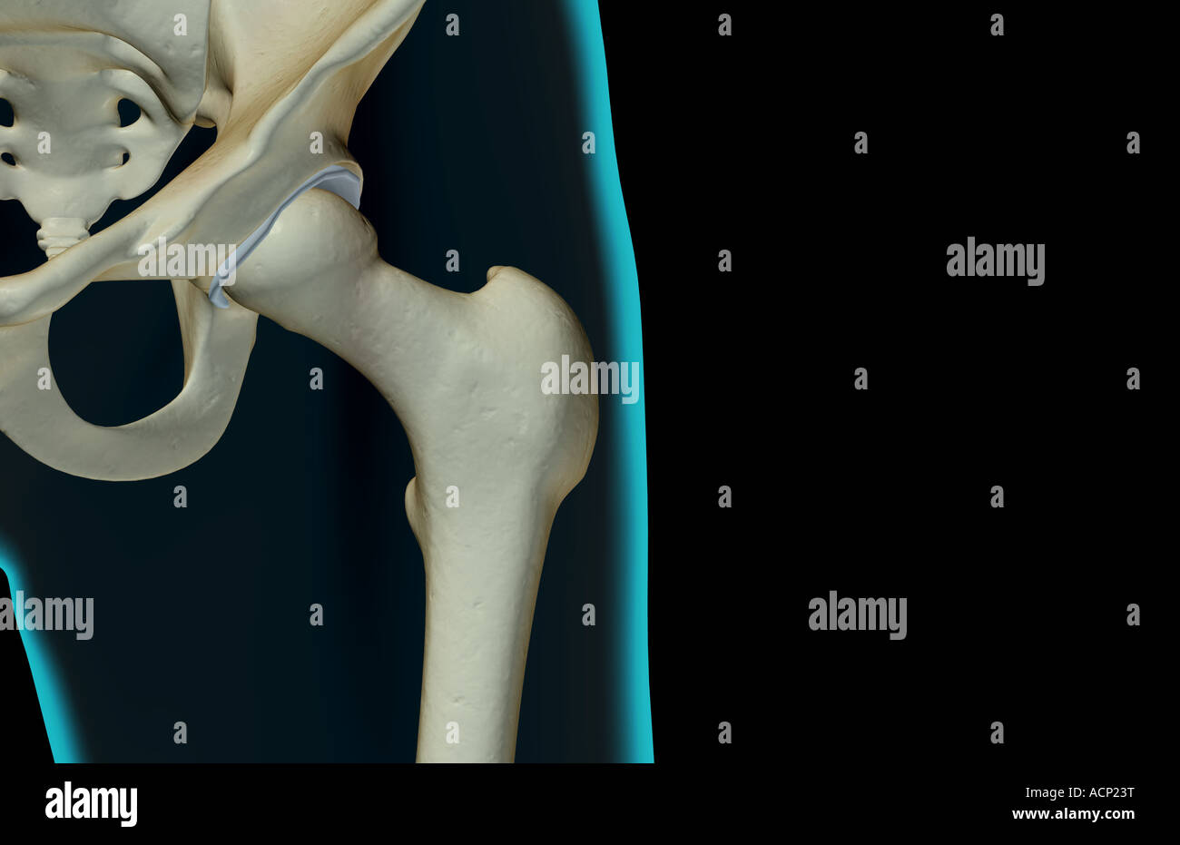 The bones of the hip Stock Photo - Alamy