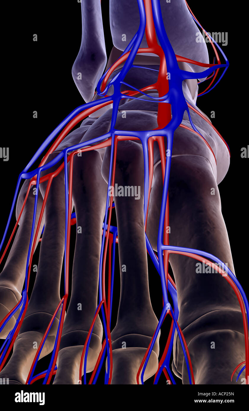 Blood vessels of the foot hi-res stock photography and images - Alamy
