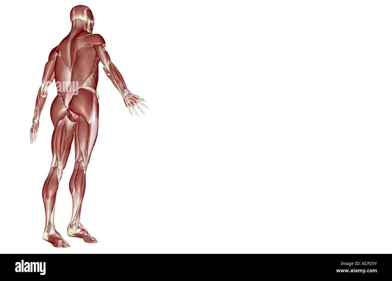 Latissimus dorsi anatomy muscles Cut Out Stock Images & Pictures - Alamy