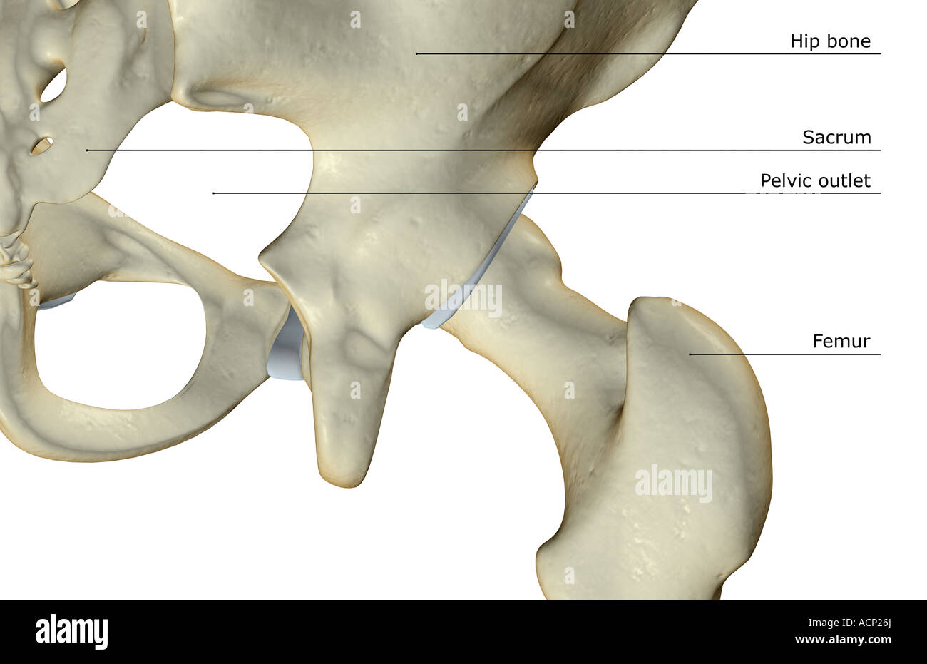 Labeled Human Bones High Resolution Stock Photography and Images - Alamy