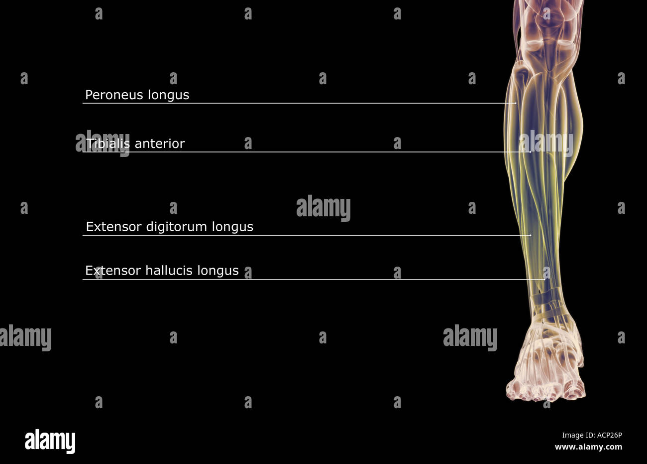 Muscles of the front of the leg hi-res stock photography and images - Alamy